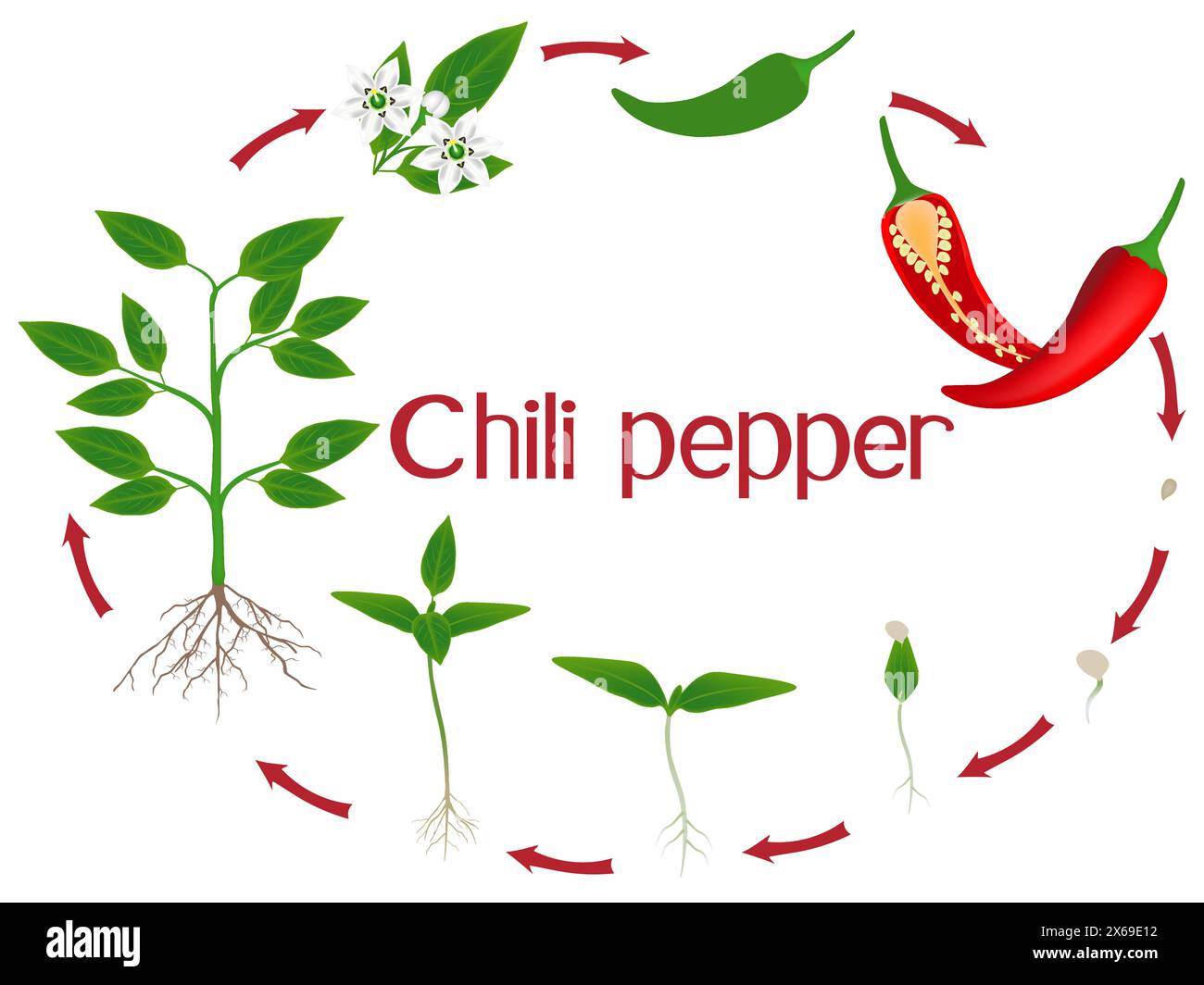 Chili pepper plant growth stages isolated on white background Stock Vector Image & Art - Alamy