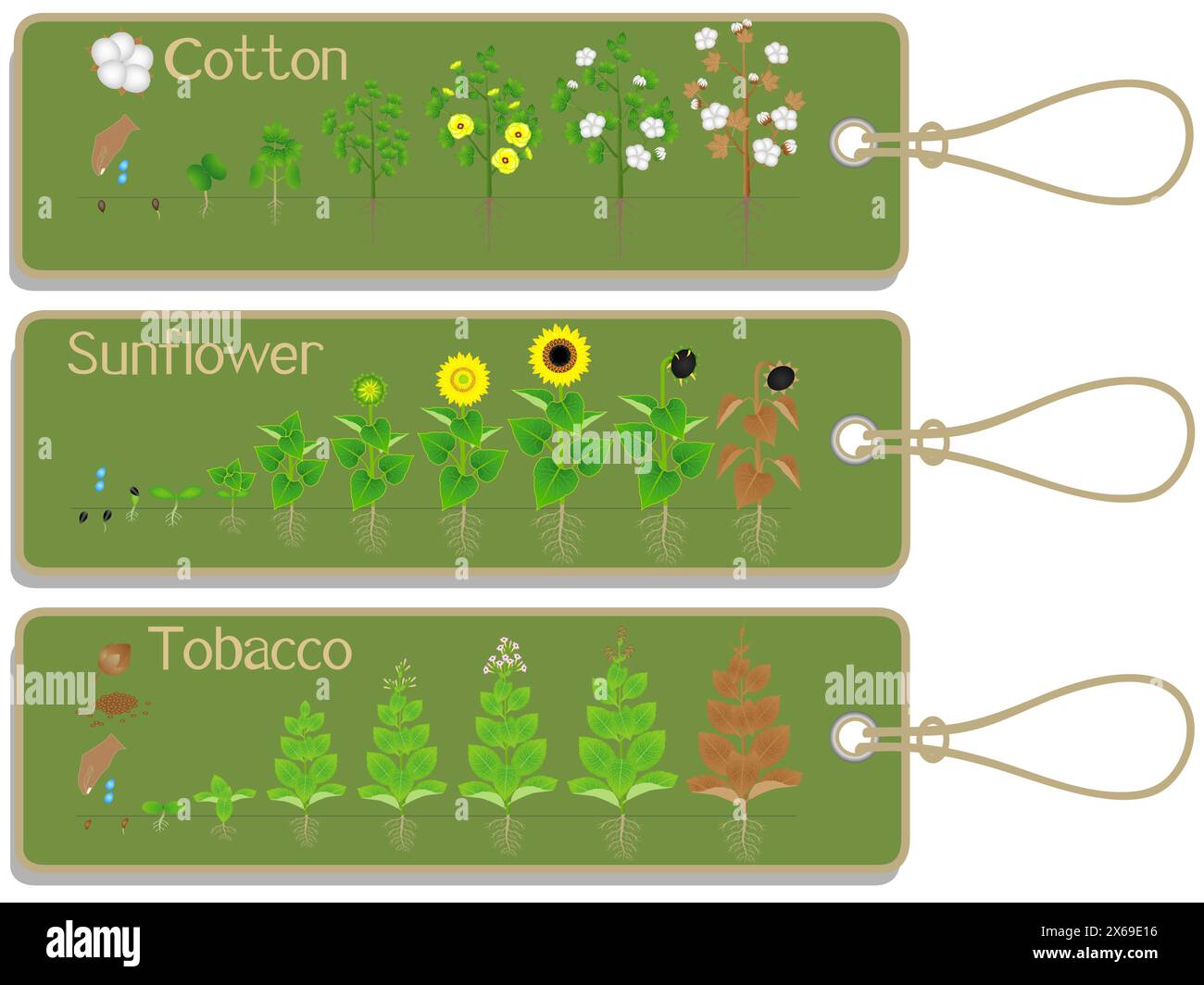 Cotton, sunflower and tobacco plant growth cycle tags Stock Vector ...