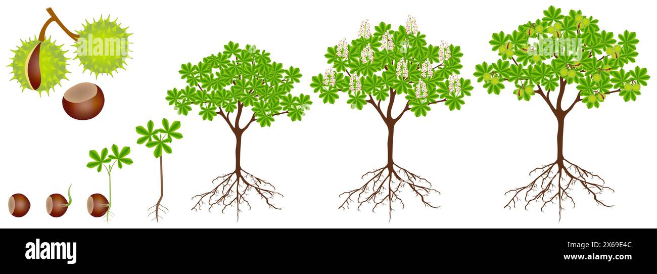 Cycle of growth of horse chestnut plant on a white background Stock ...