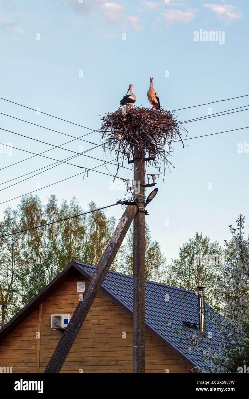 White storks are in a stork nest on a power line pole under blue sky ...
