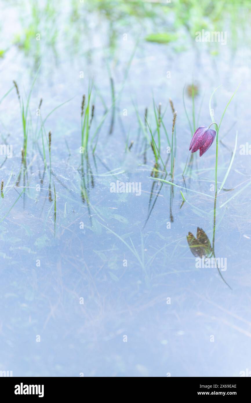 Blossom of the chess flower (Fritillaria meleagris) in the meadows in ...