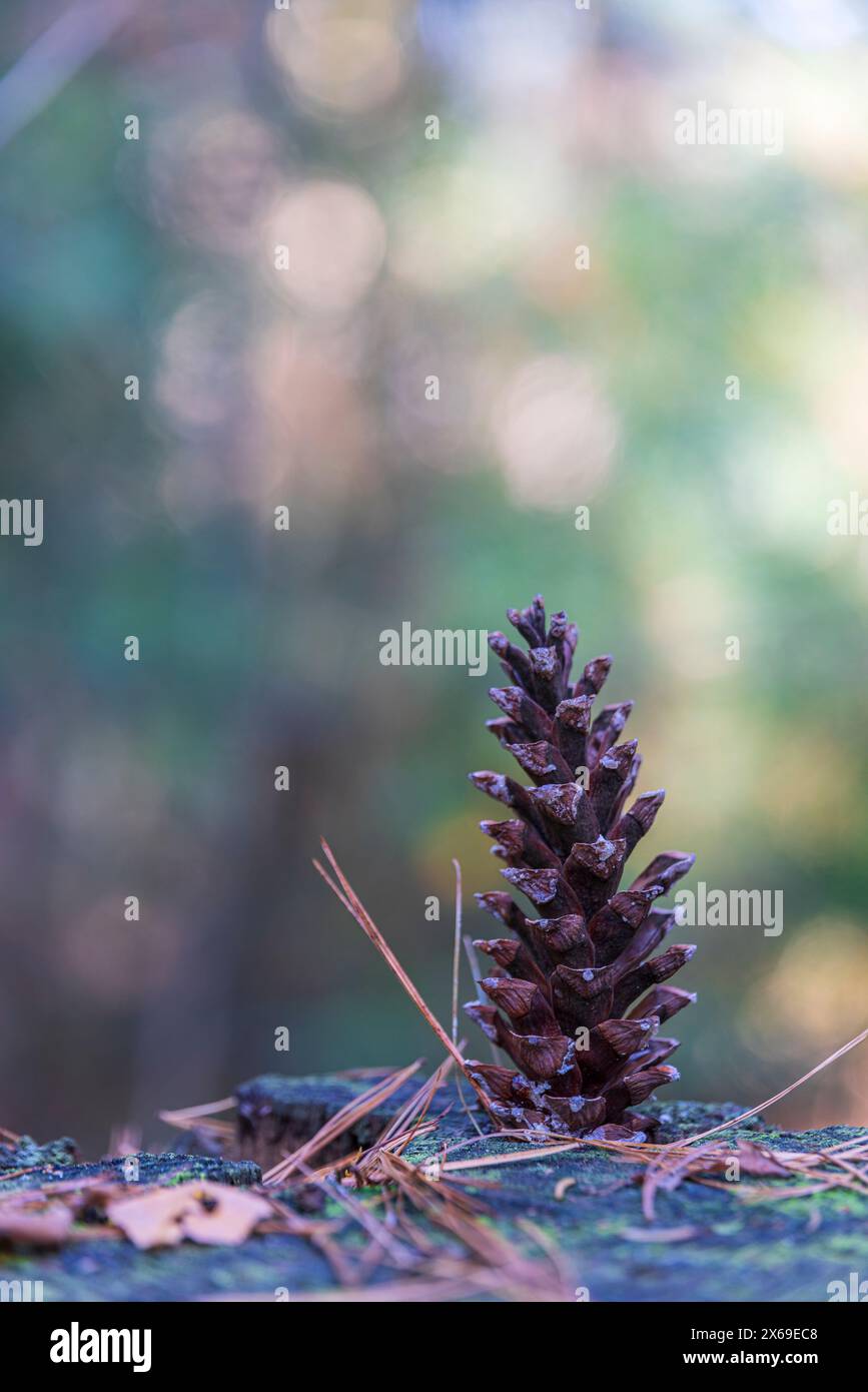 Simple bokeh background hi-res stock photography and images - Alamy