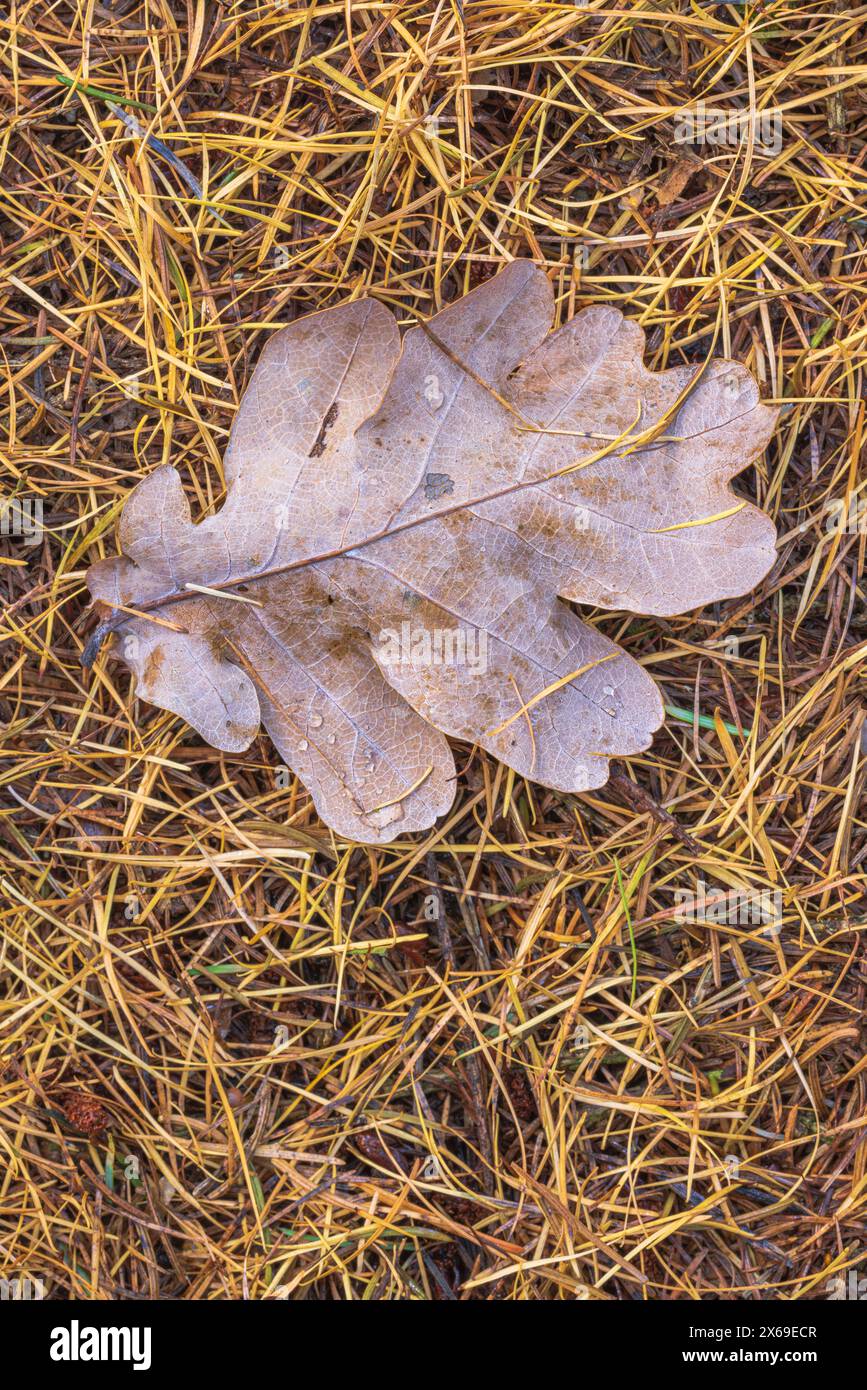 Simple forest still life, natural forest floor Stock Photo - Alamy