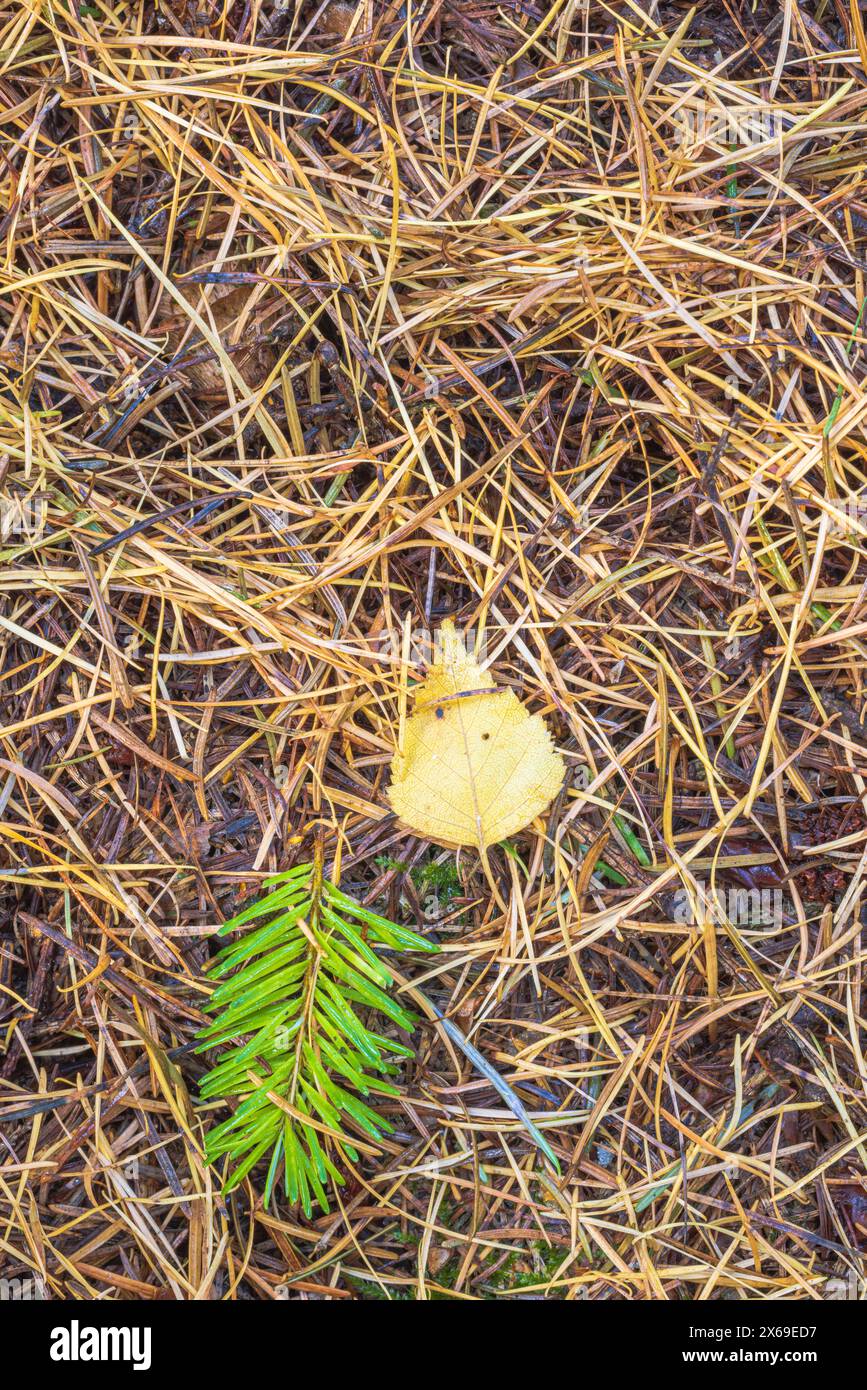 Simple forest still life, natural forest floor Stock Photo - Alamy