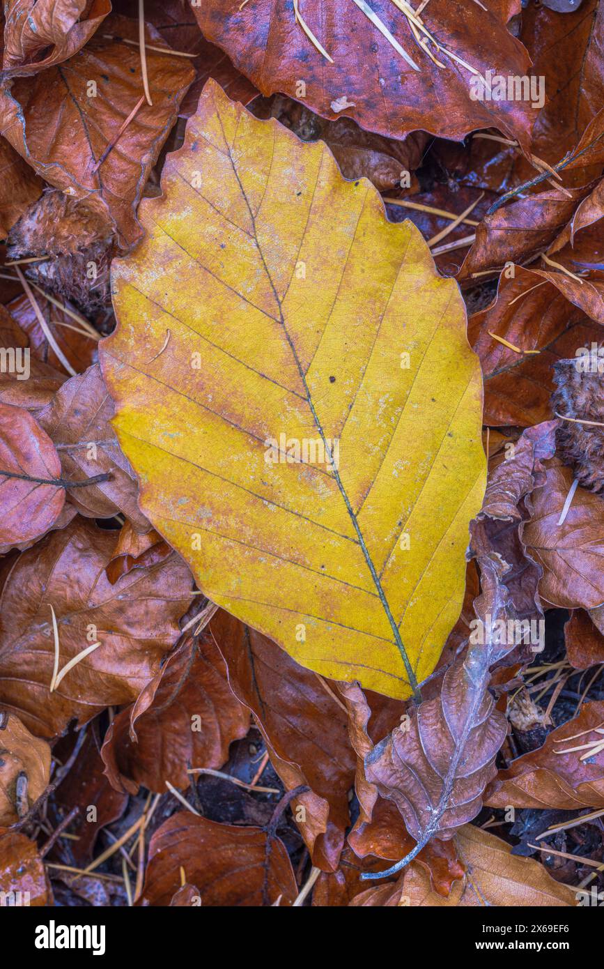 Fallen leaf, fall motif, still life from nature Stock Photo - Alamy