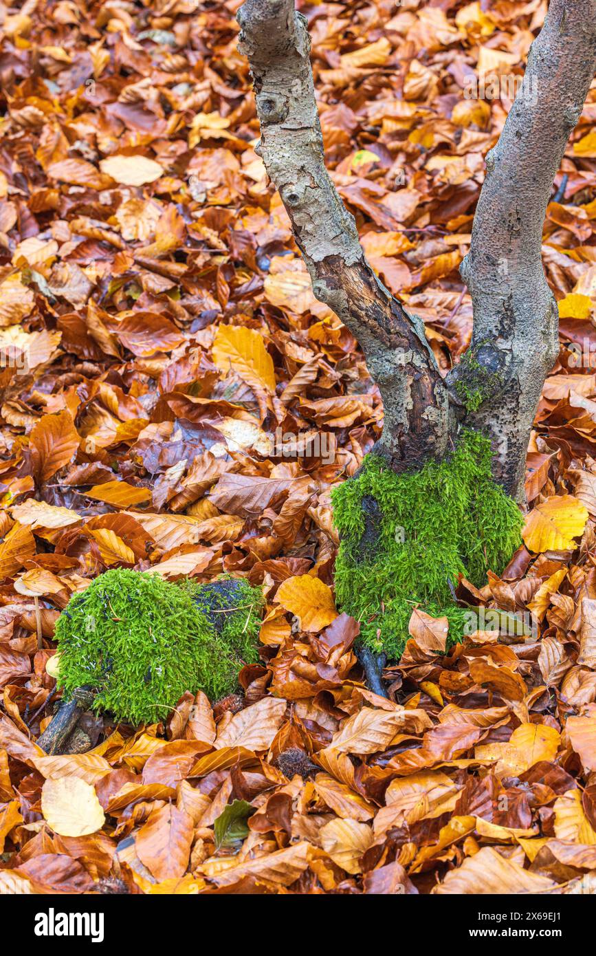 Simple forest still life, tree trunk, background of fall leaves Stock ...