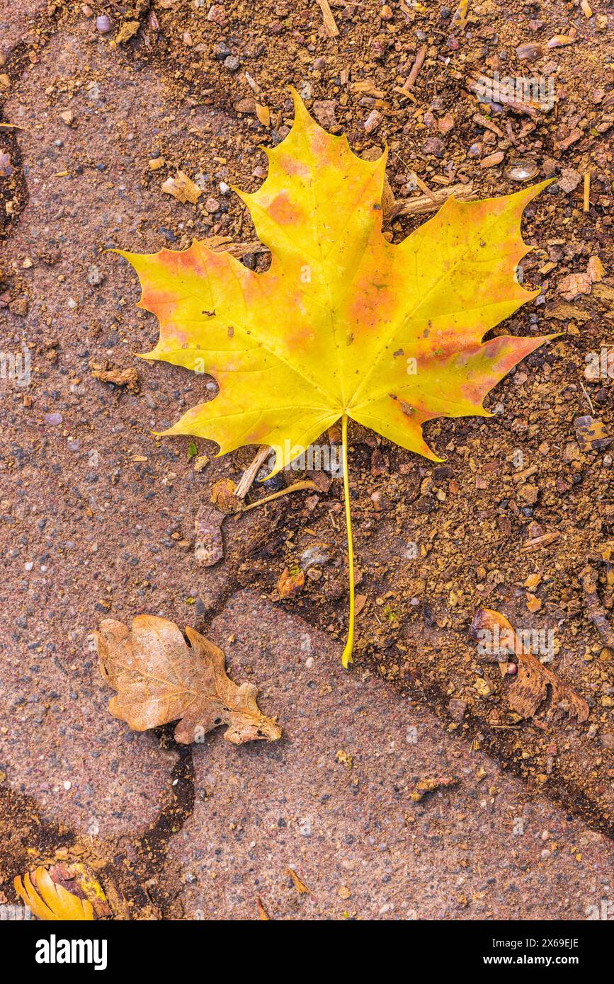 Maple leaf on paved path Stock Photo - Alamy