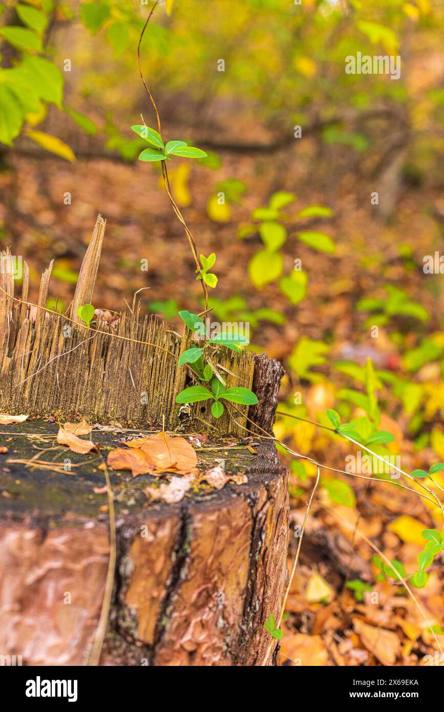 Simple forest still life Stock Photo - Alamy