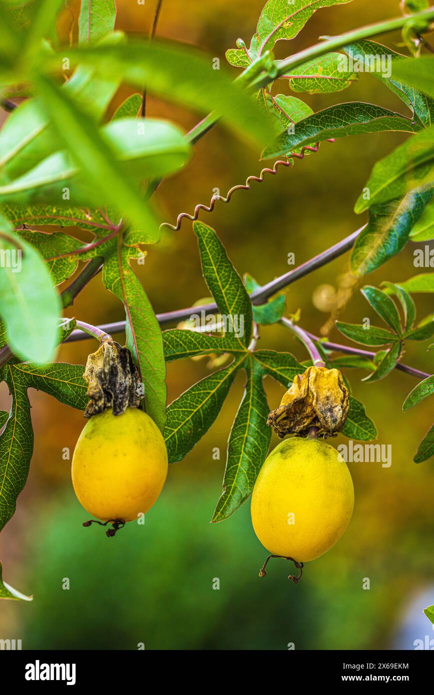 Blue passion flower, Passiflora caerulea, ripe fruit Stock Photo - Alamy