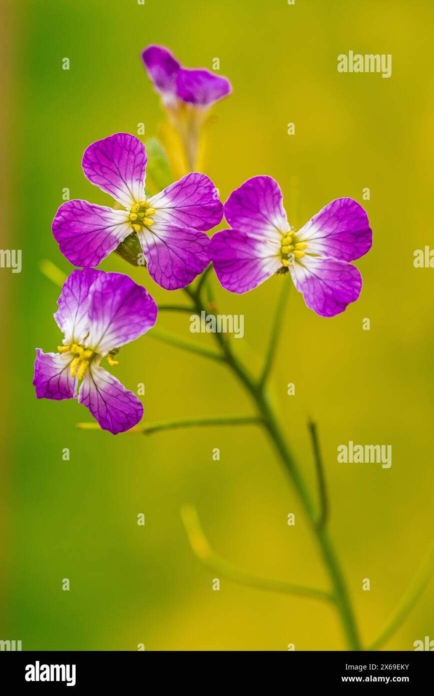 Field radish, also known as wild radish (Raphanus raphanistrum Stock ...