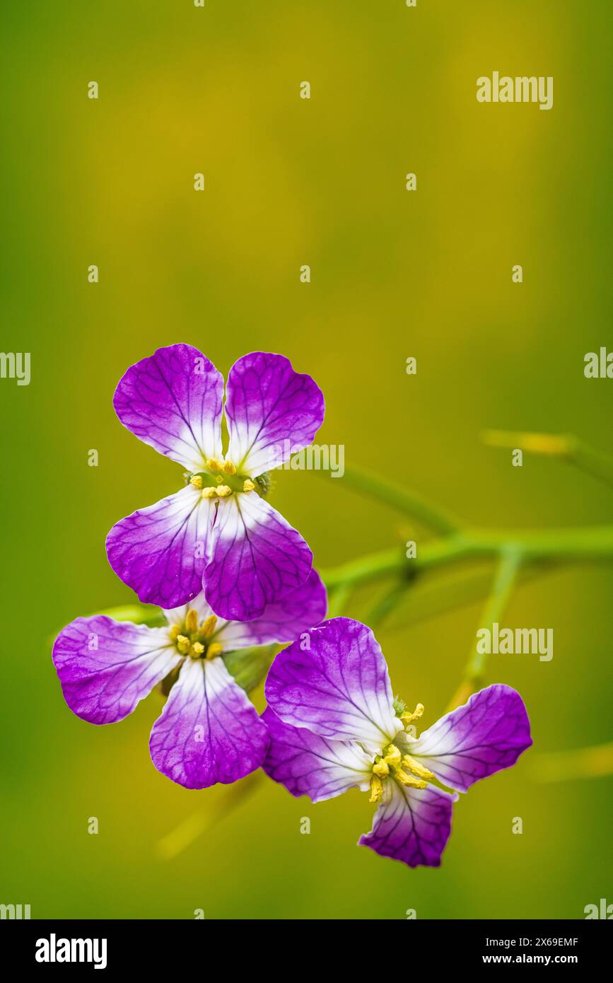 Field radish, also known as wild radish (Raphanus raphanistrum Stock ...