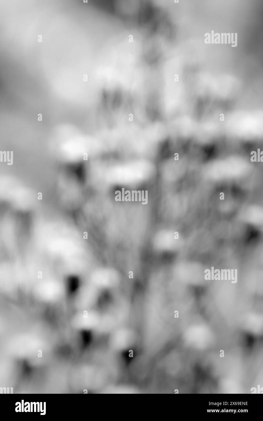 Defocused abstract nature background, black and white Stock Photo - Alamy