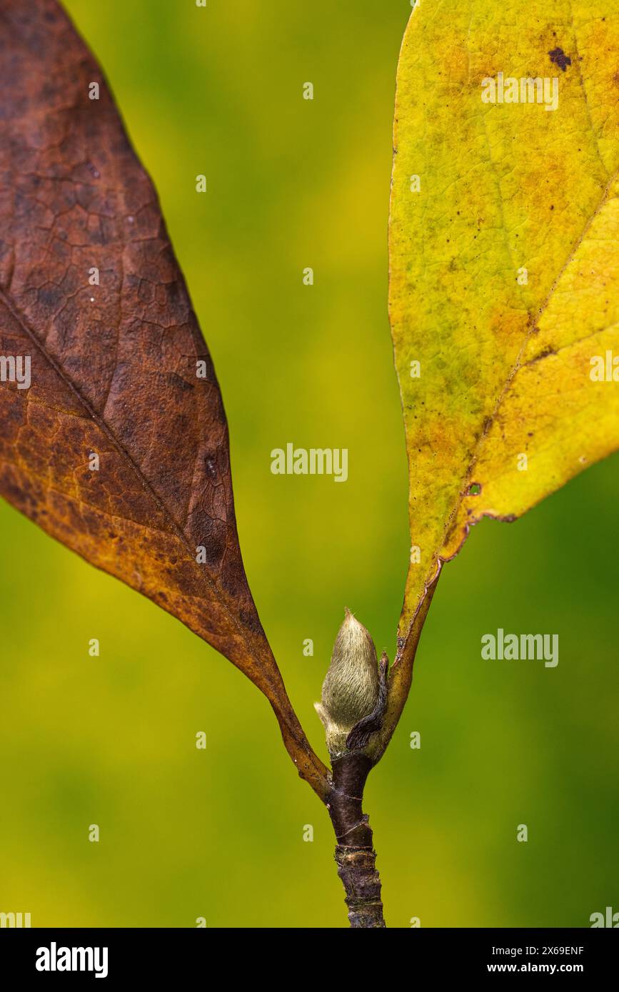 Magnolia, fall leaf, bud, contrasting image Stock Photo - Alamy