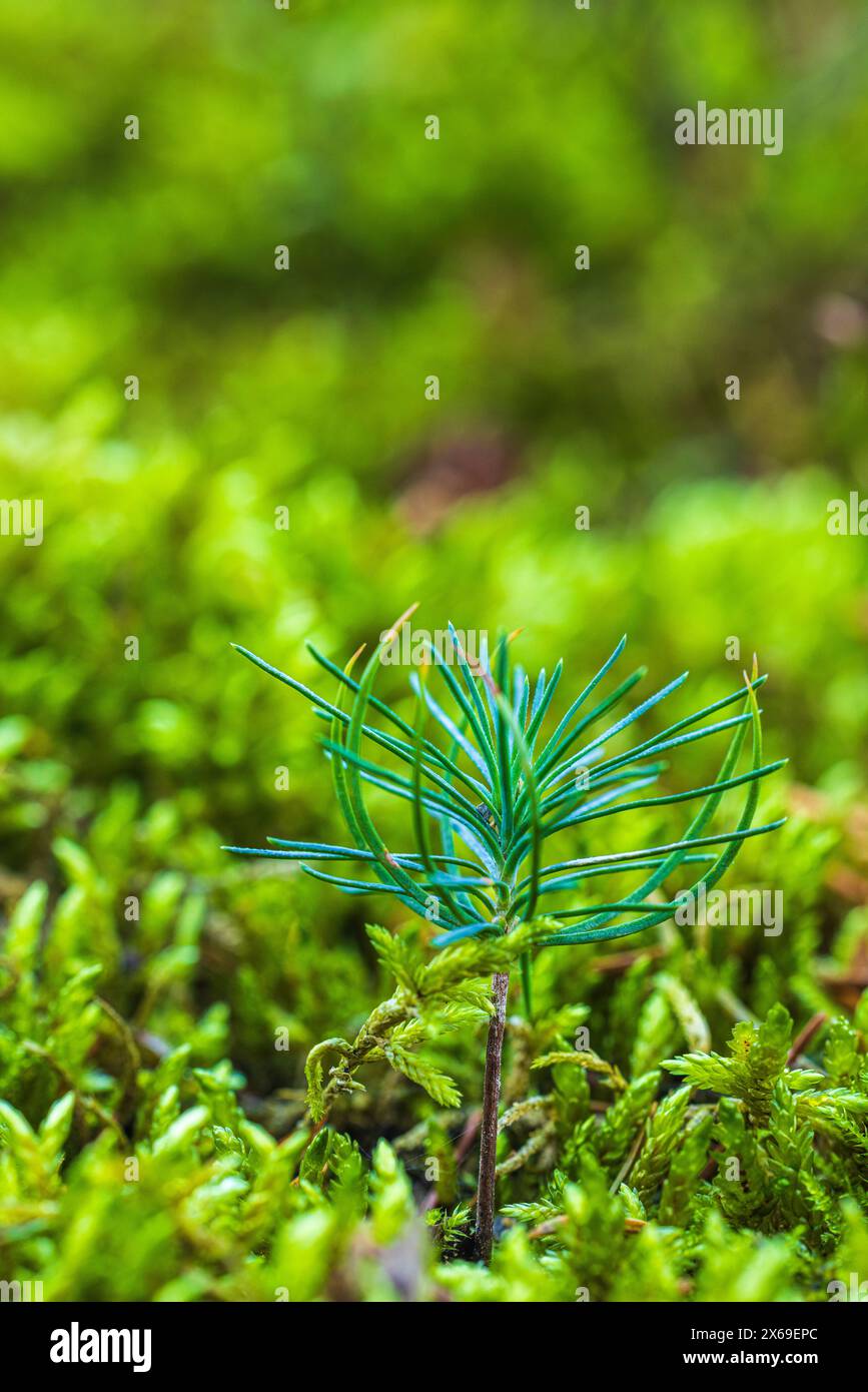 Young Scots pine, Pinus sylvestris, nature in detail Stock Photo - Alamy