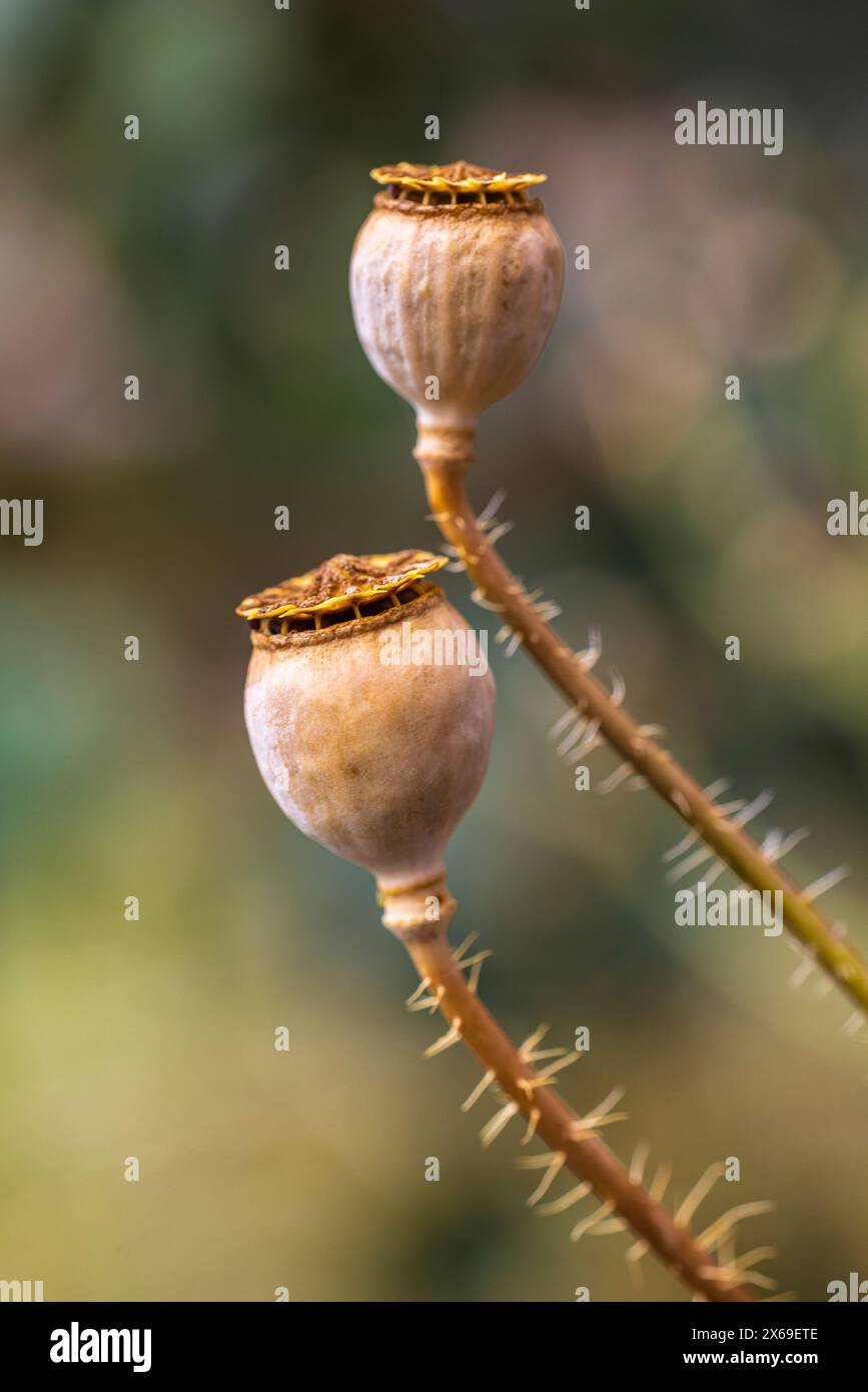 Poppy seed capsules hi-res stock photography and images - Alamy