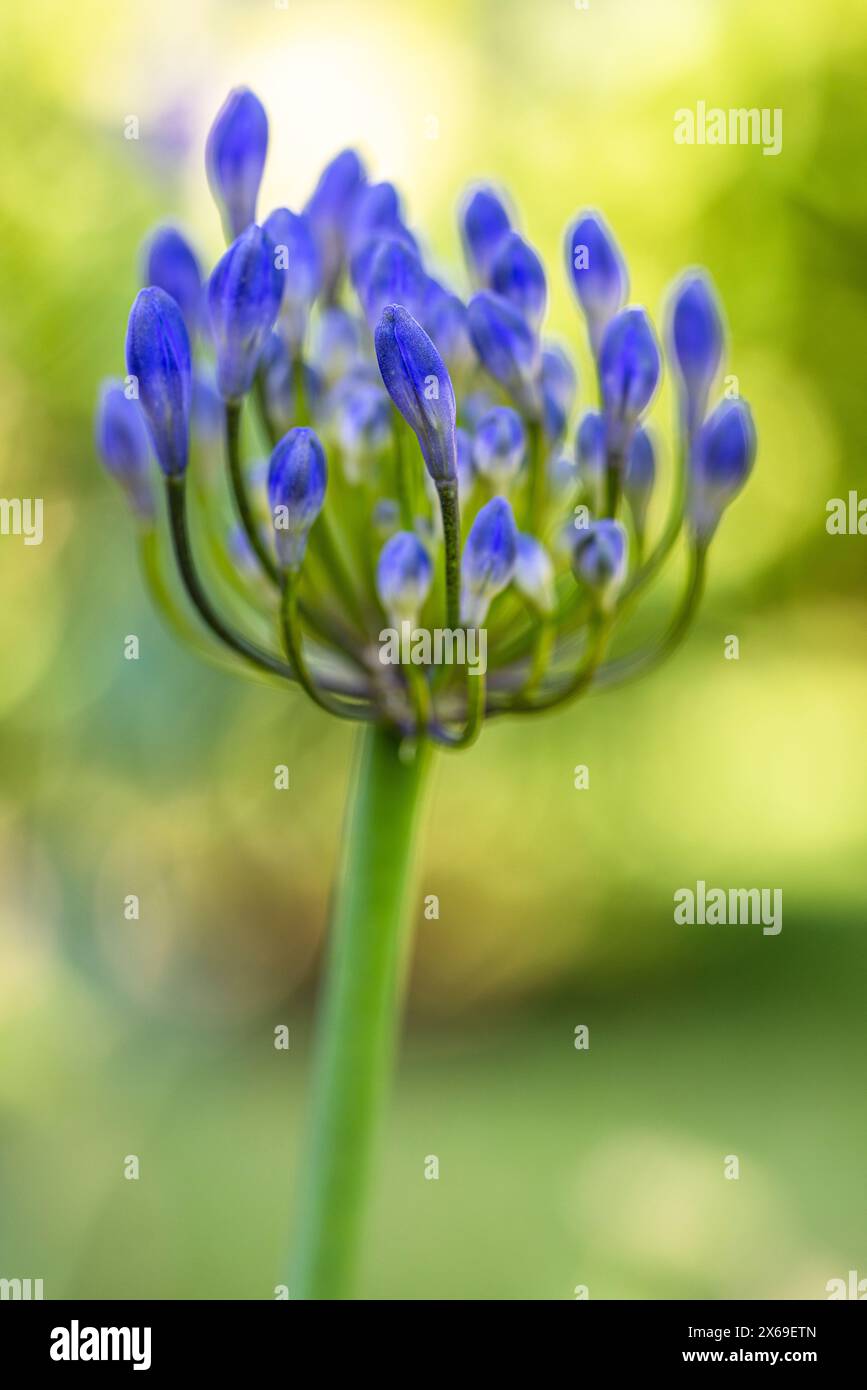 Ornamental lily 'Northern Star' (Agapanthus), close-up Stock Photo - Alamy
