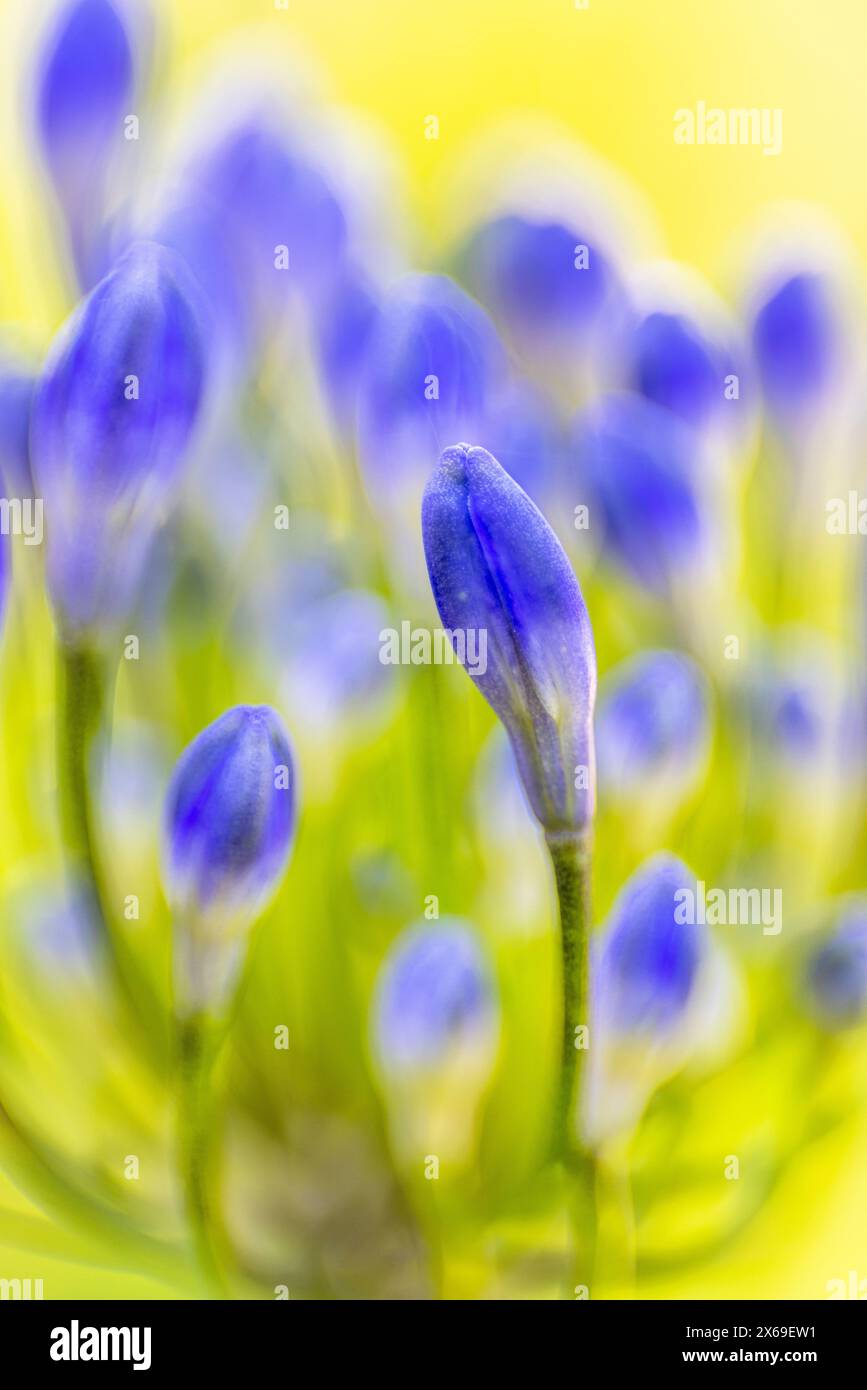 Ornamental lily 'Northern Star' (Agapanthus), close-up Stock Photo - Alamy