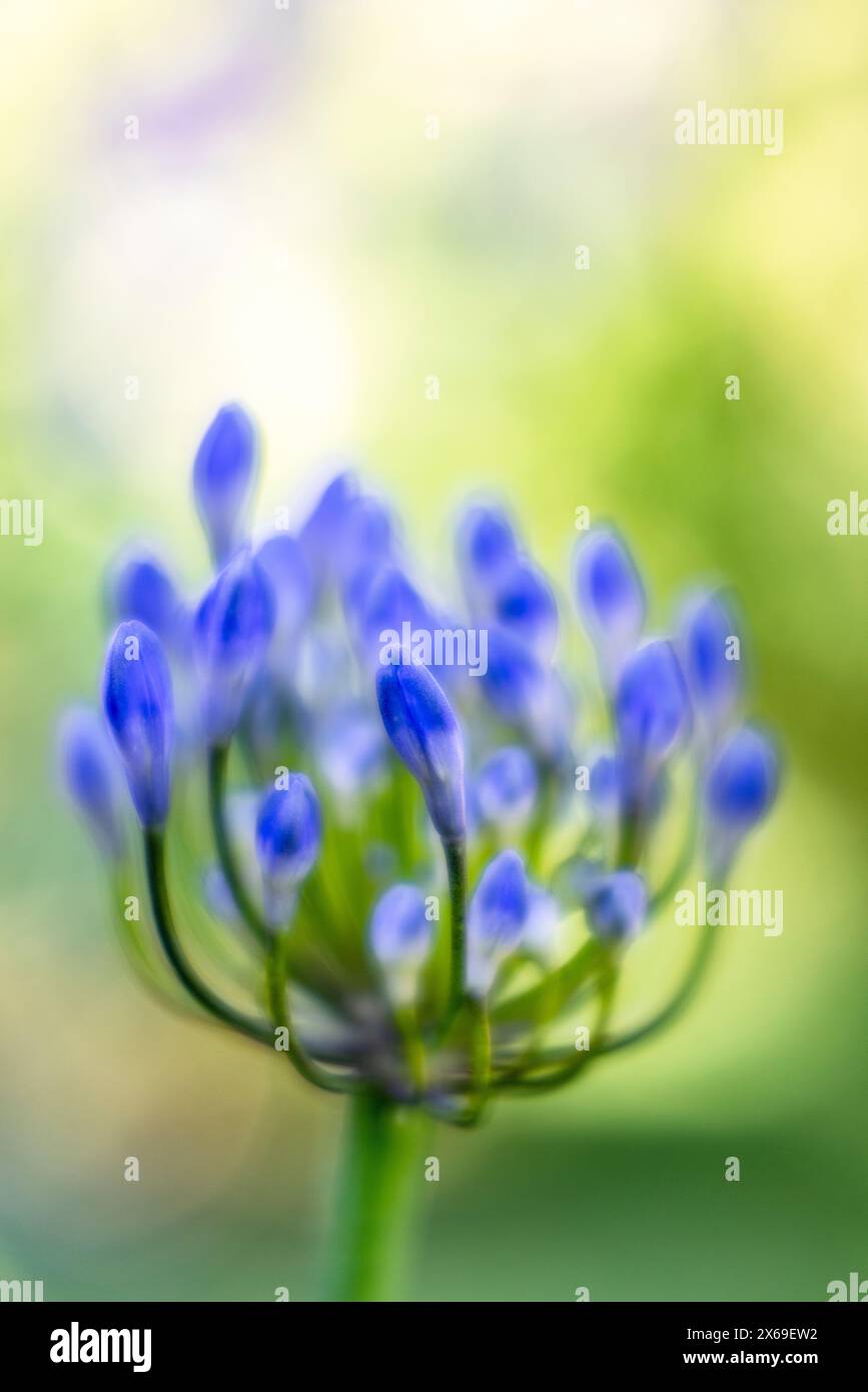 Ornamental lily 'Northern Star' (Agapanthus), close-up Stock Photo - Alamy