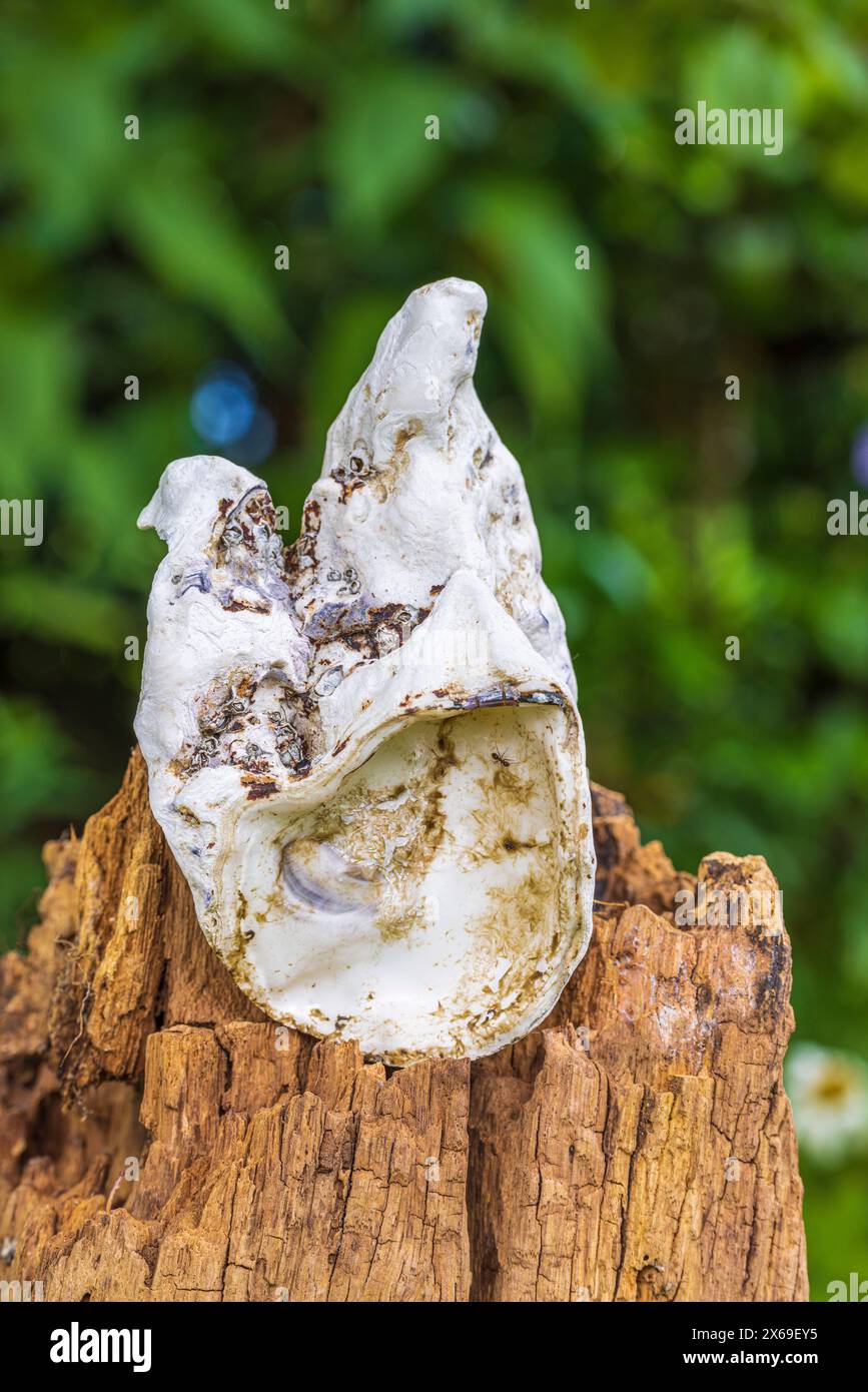 Garden still life, garden decoration, oyster shell on wooden pole ...