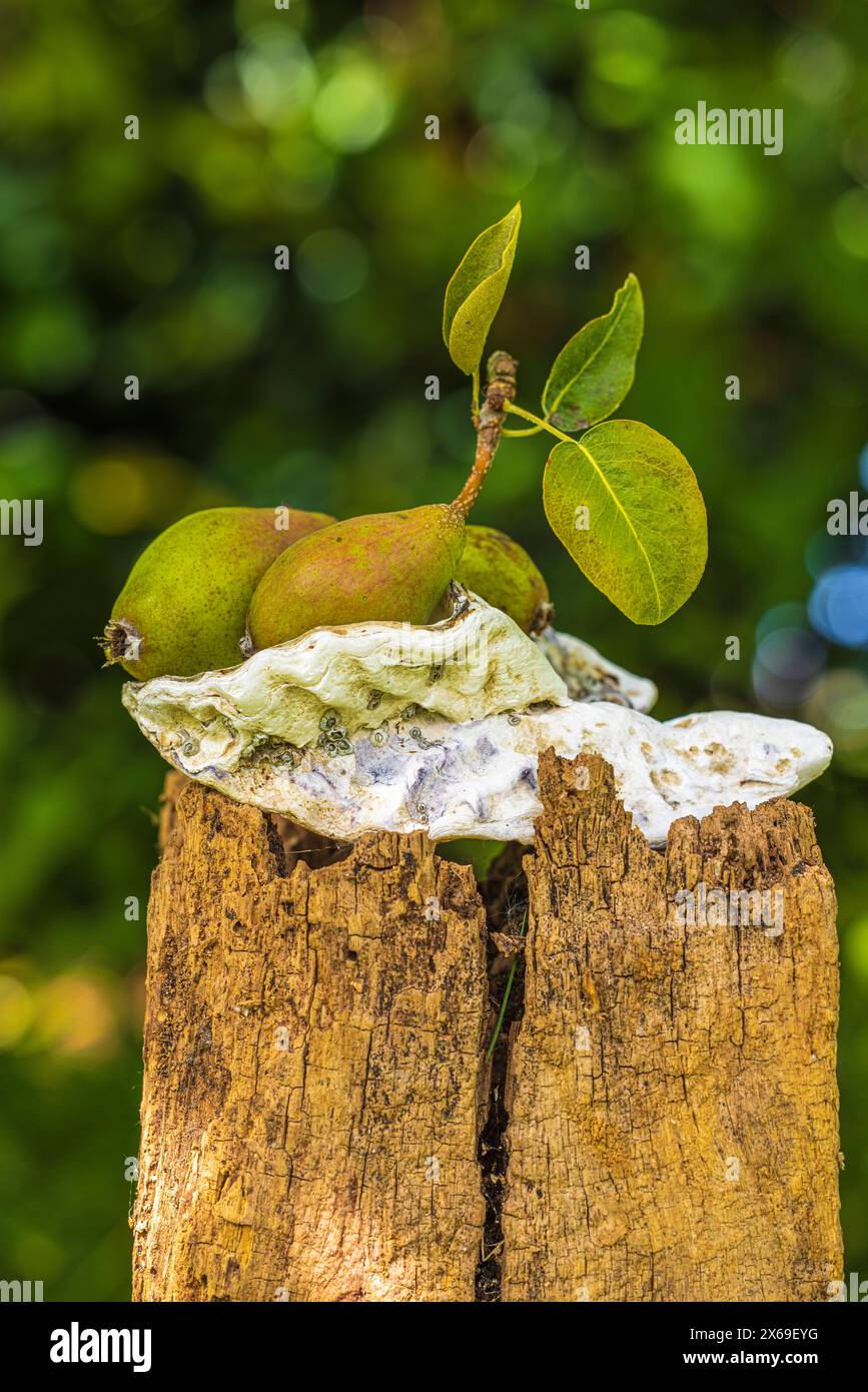 Garden still life, garden decoration, pear, oyster shell on wooden ...