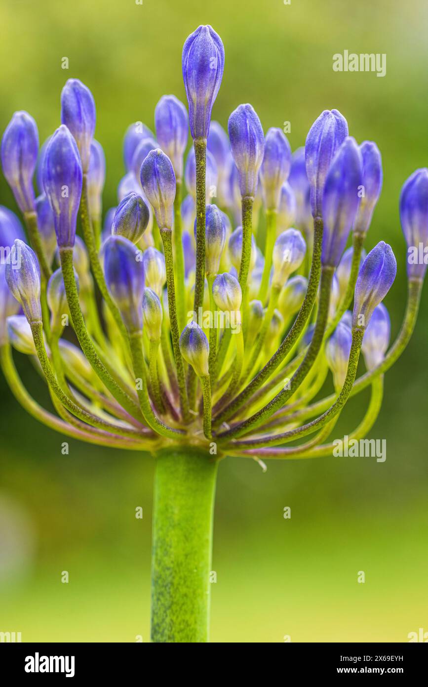 Ornamental lily 'Northern Star' (Agapanthus), close-up Stock Photo - Alamy