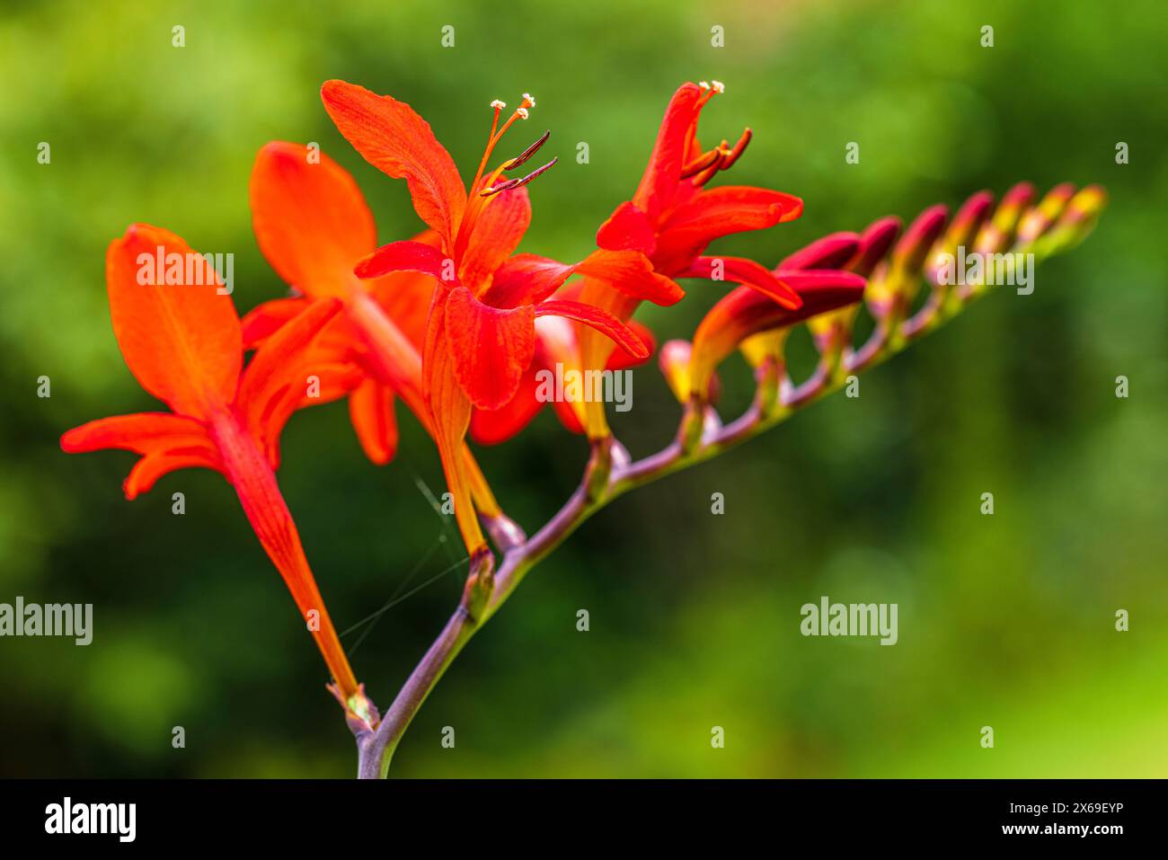 Montbretia - Crocosmia lucifer (firey stars), closed flowers of the ...