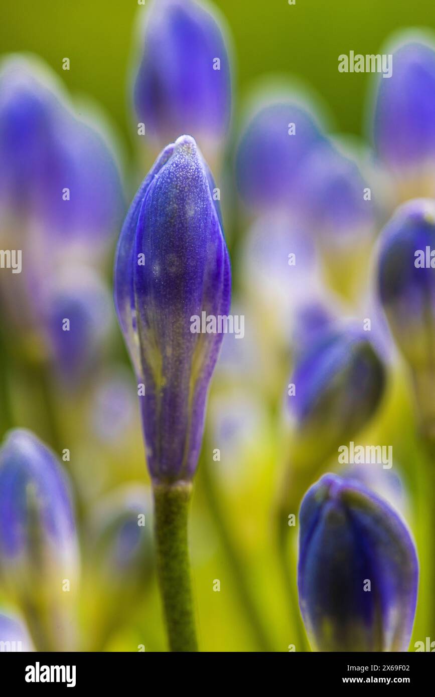Ornamental lily 'Northern Star' (Agapanthus), close-up Stock Photo - Alamy