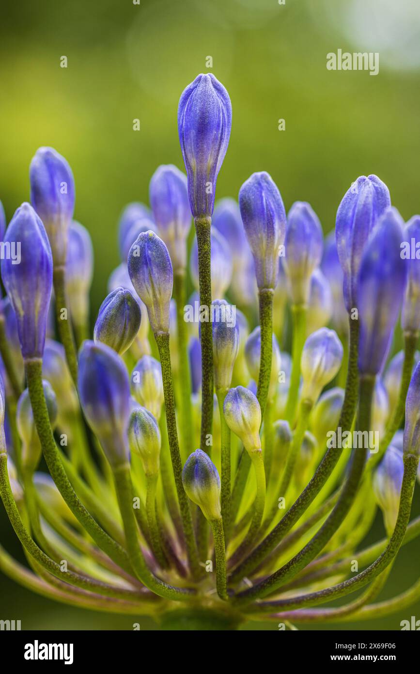 Ornamental lily 'Northern Star' (Agapanthus), close-up Stock Photo - Alamy