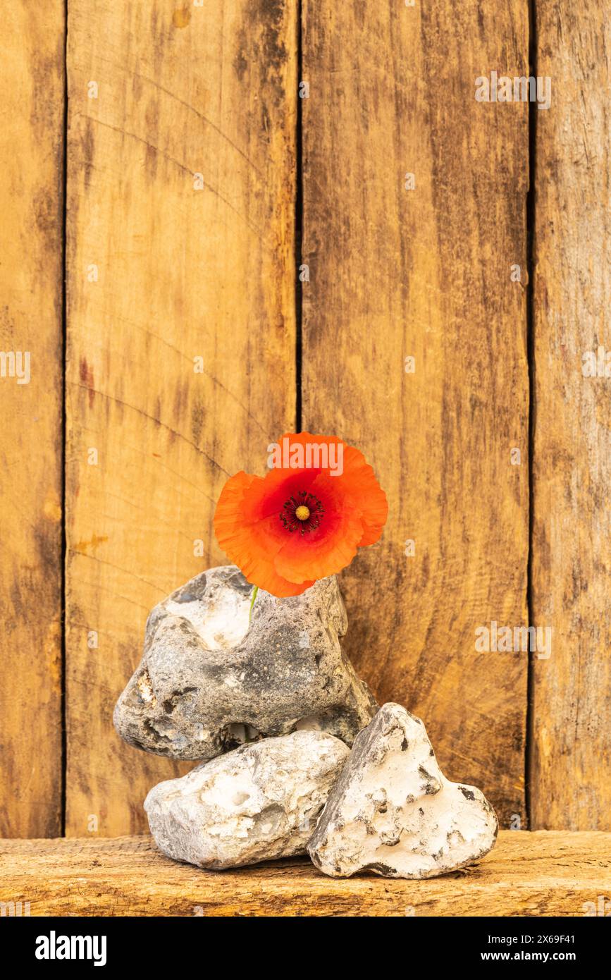Simple still life, poppy blossom with flotsam and jetsam, garden ...