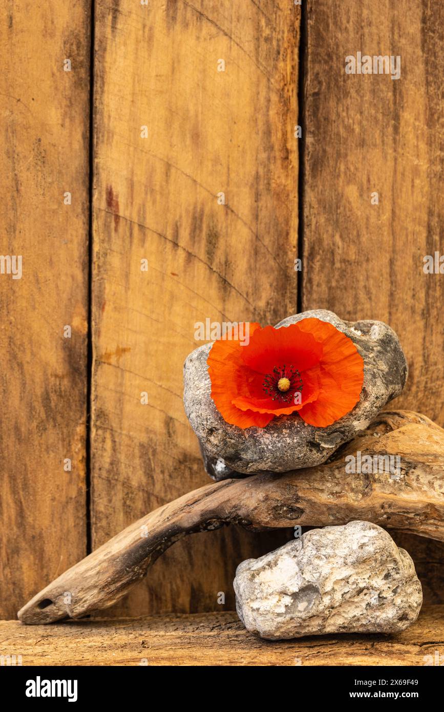 Simple still life, poppy blossom with flotsam and jetsam, garden ...