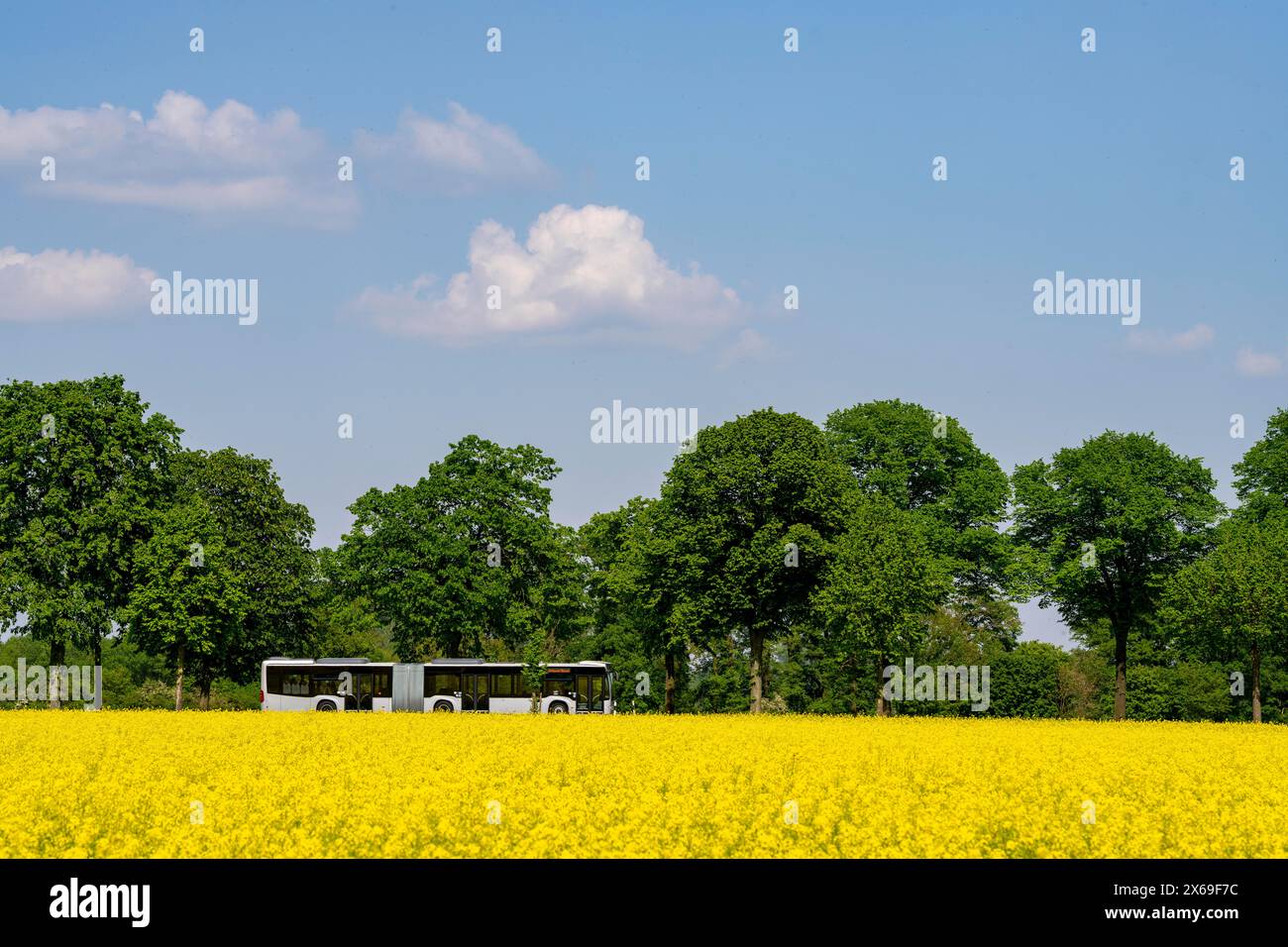 Landscape on the Lower Rhine, XBus line in rural areas, VRR, regional ...