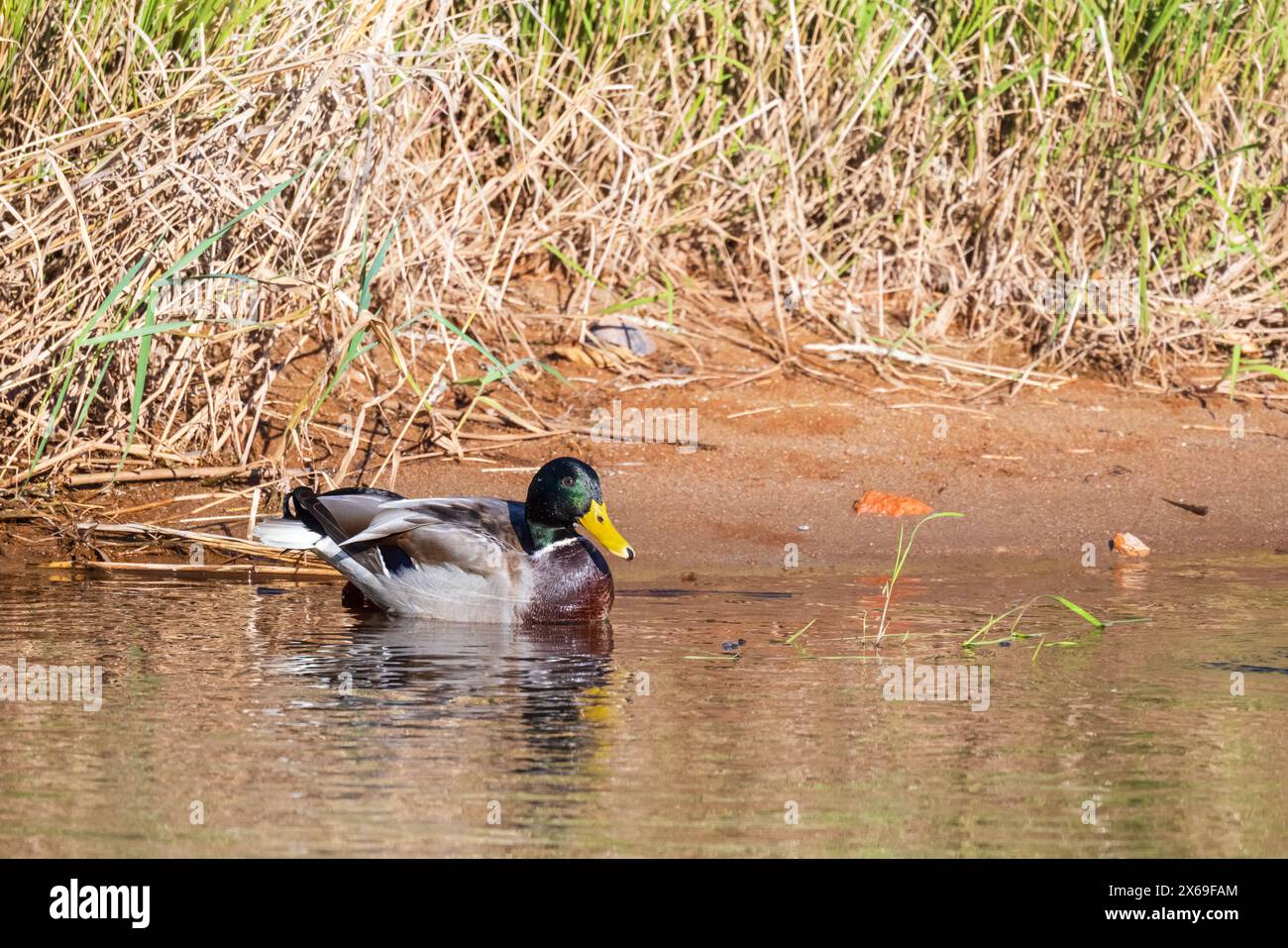 Adult male mallard. Dabbling duck is floating on water on a sunny day ...