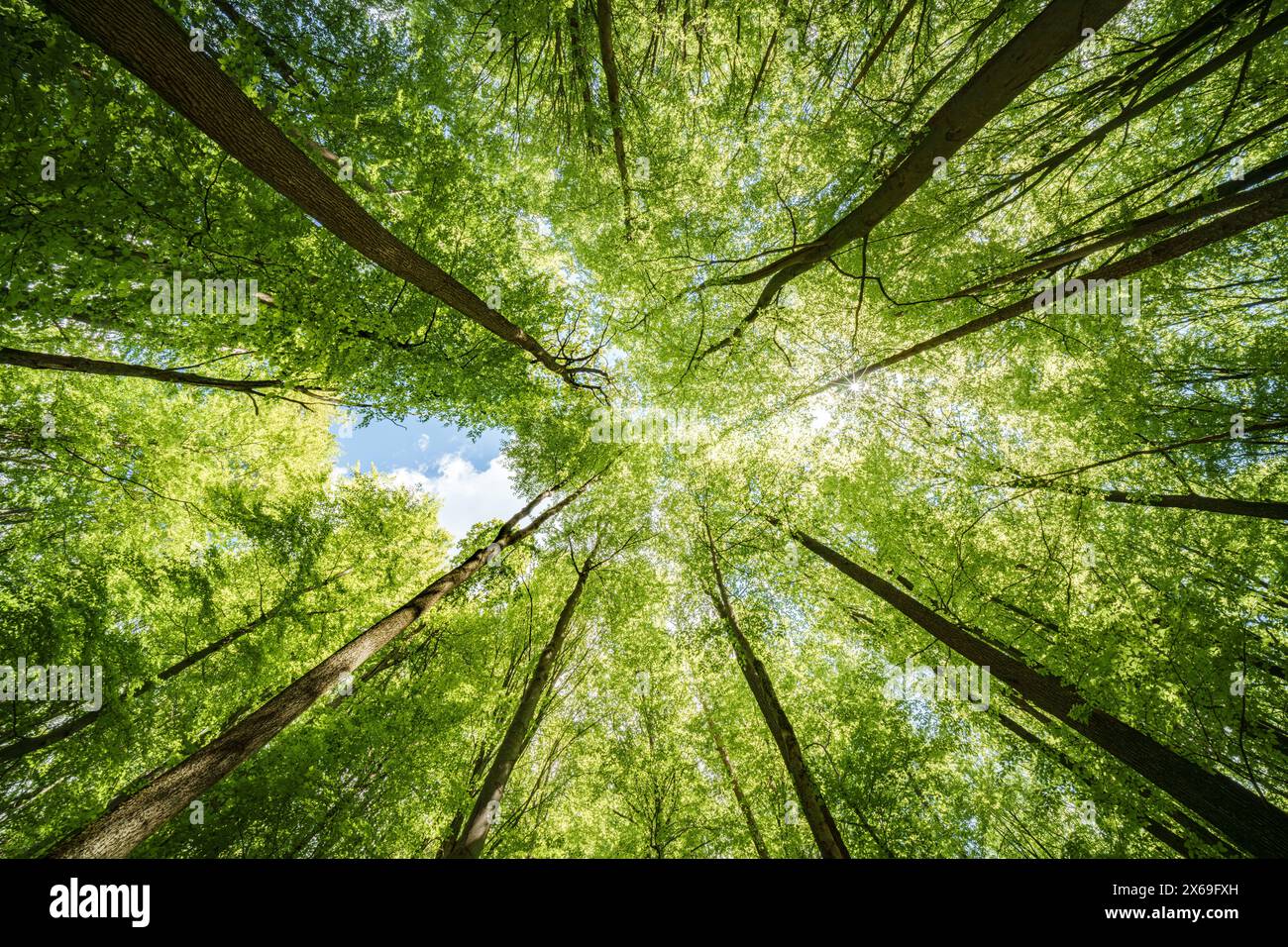 Observing the sunlight filtering through the branches of the trees in a ...