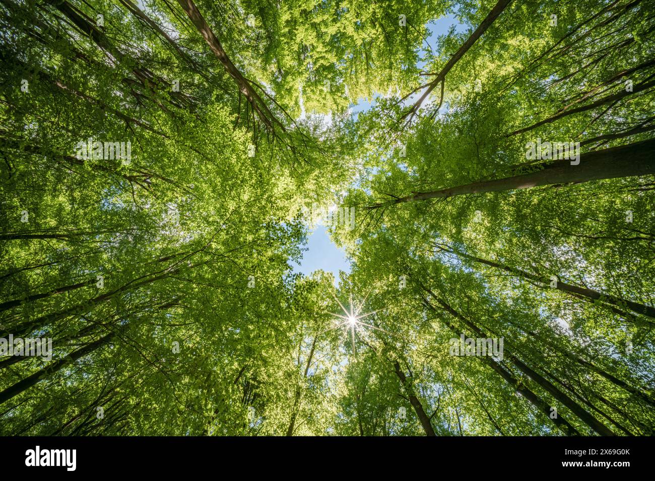Observing the sunlight filtering through the branches of the trees in a ...
