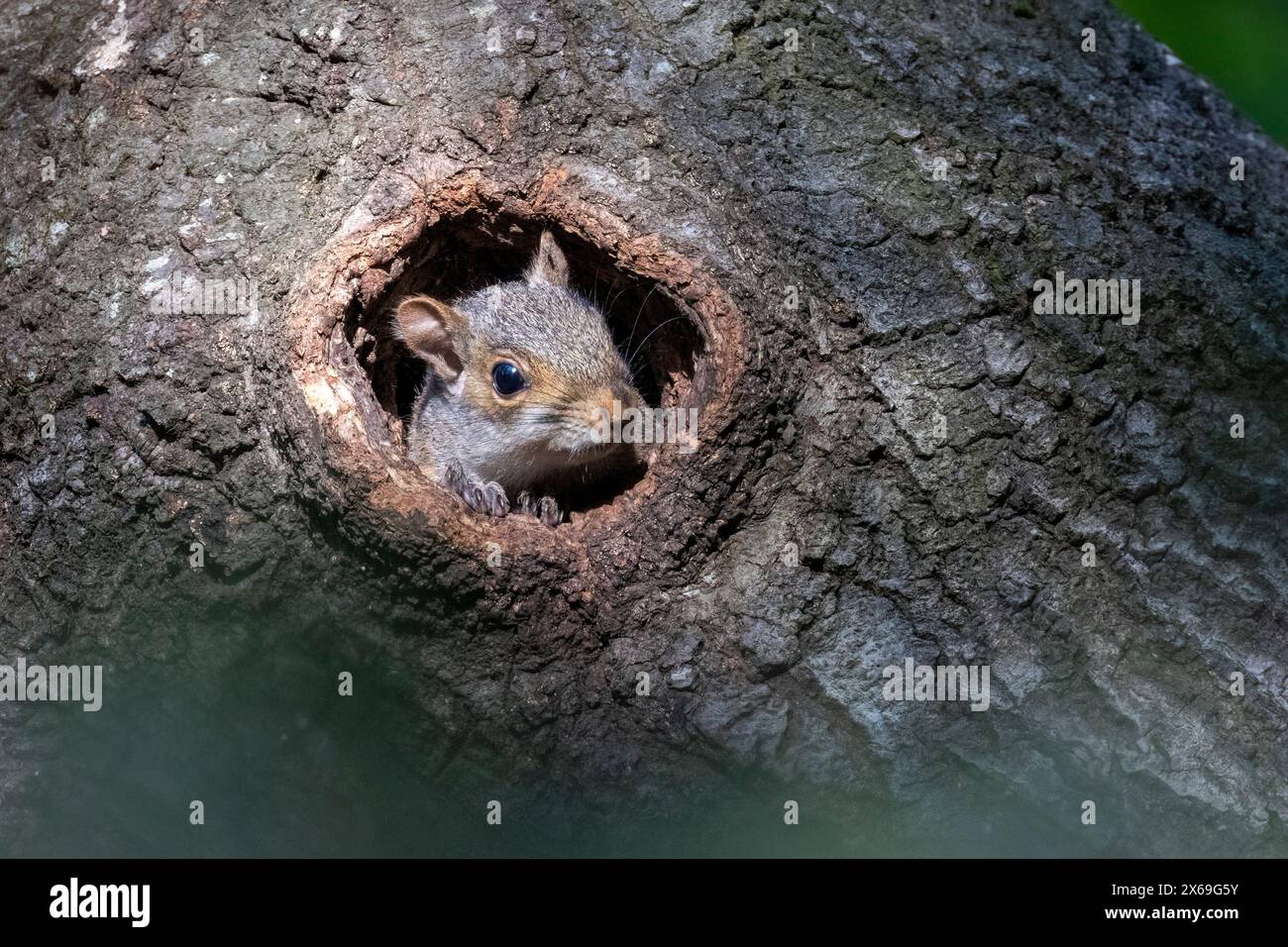Eastern Gray Squirrel (Sciurus carolinensis) baby peeking out of hole ...