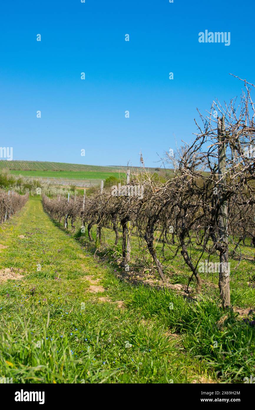Landscape of vineyard with much empty grapes trees and green gras with ...