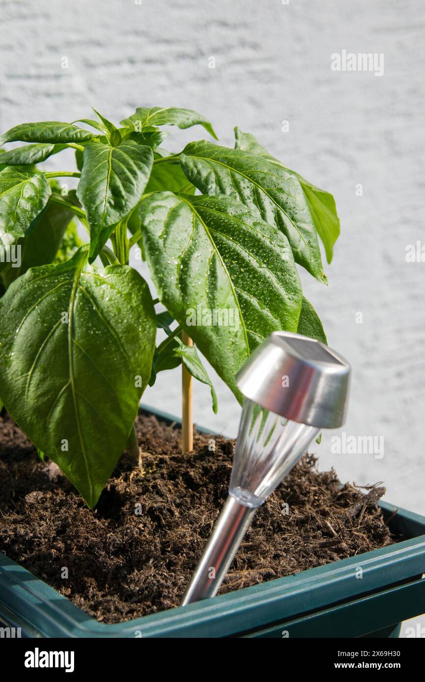 Solar battery light with green leaves of the wild paprika bush in a ...