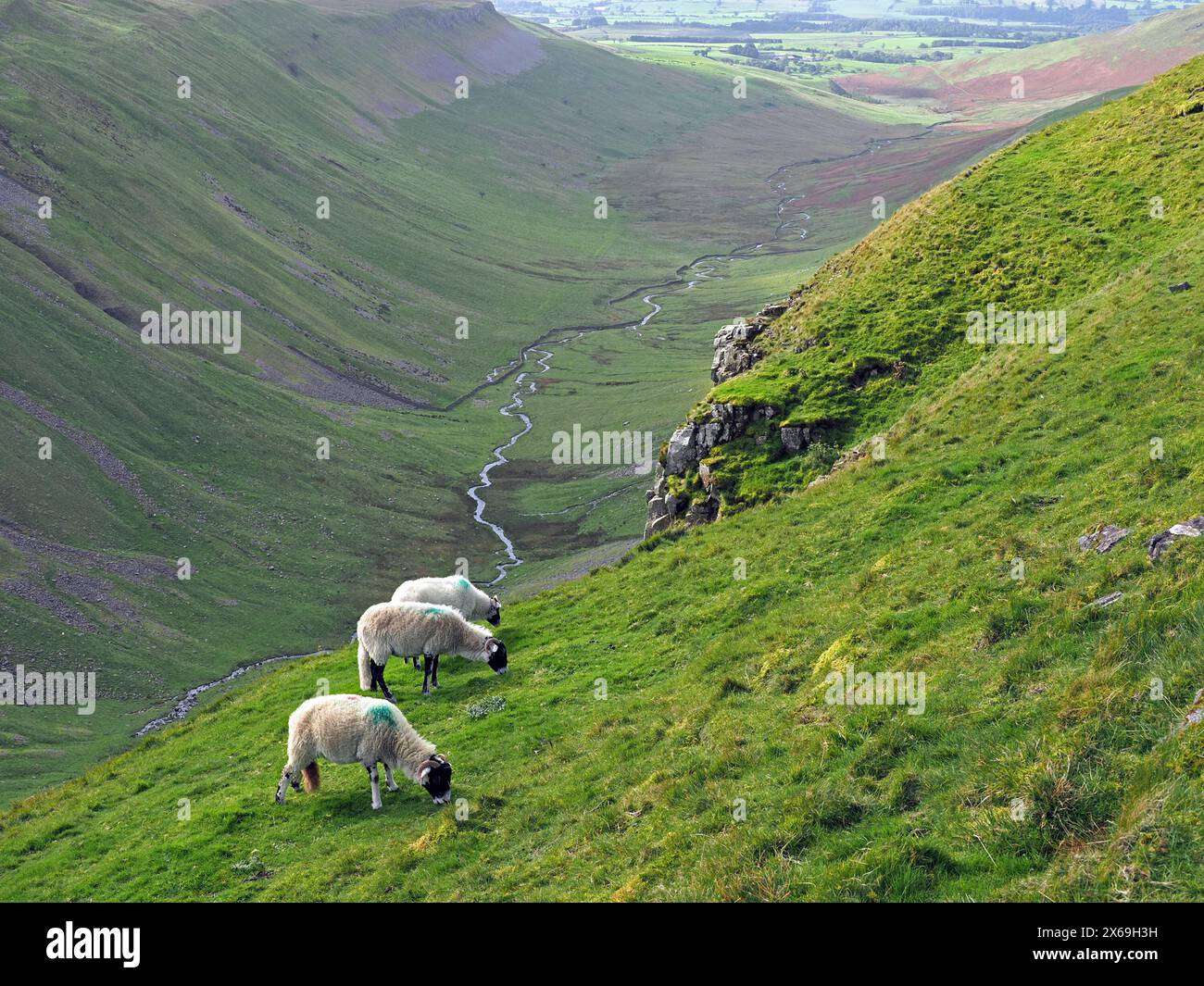 3 hardy fell sheep grazing on uplands above spectacular iconic ...