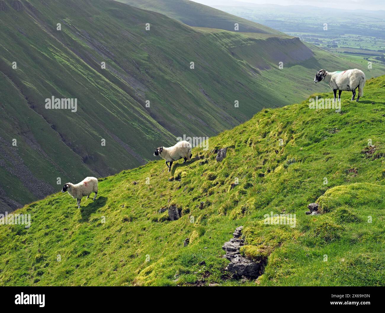 3 hardy fell sheep grazing on uplands above spectacular iconic ...