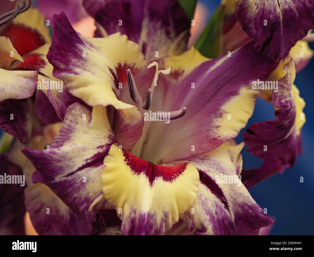 detail of showy cut bloom of exotic cultivated ornamental Dahlia flower ...