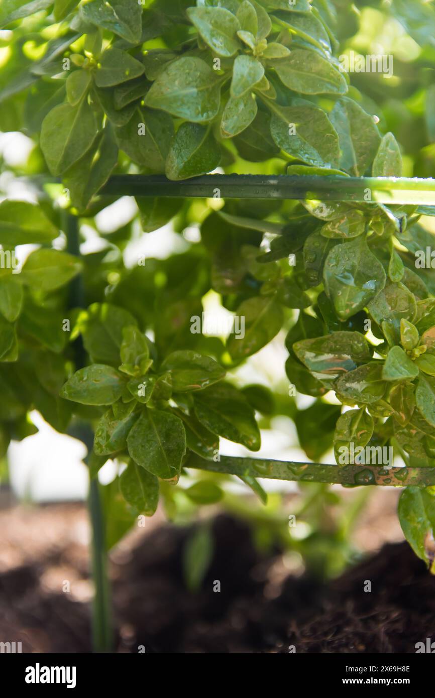 Basil bush with water drops on a green leaves. Basil in plastic pot at ...