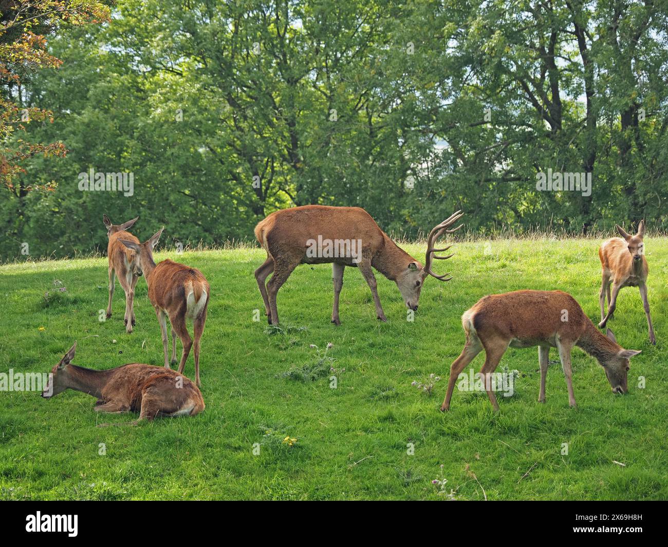 herd of Red Deer (Cervus elaphus) hinds with one stag in deer park at ...