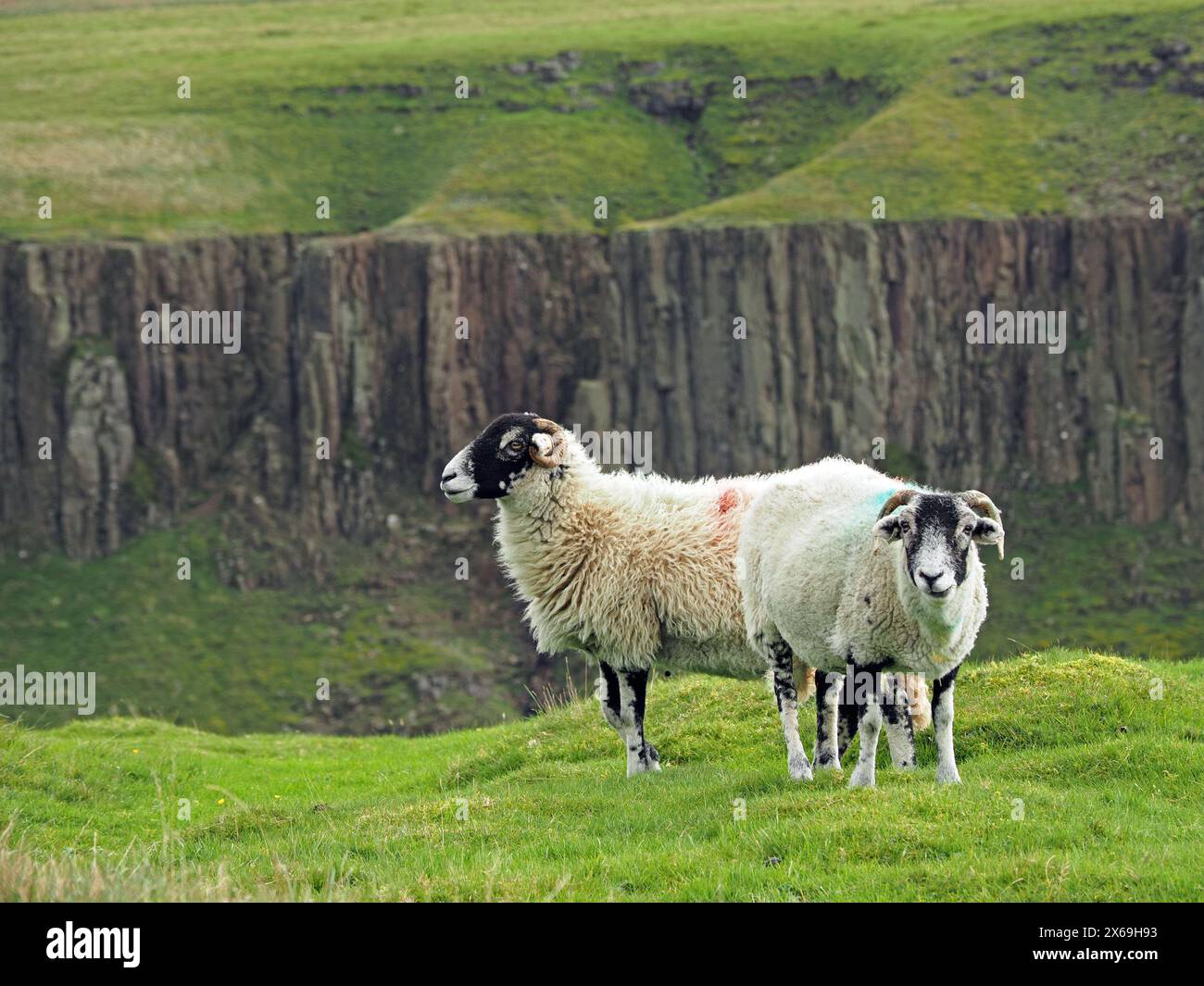 two hardy fell sheep grazing on uplands above spectacular iconic ...