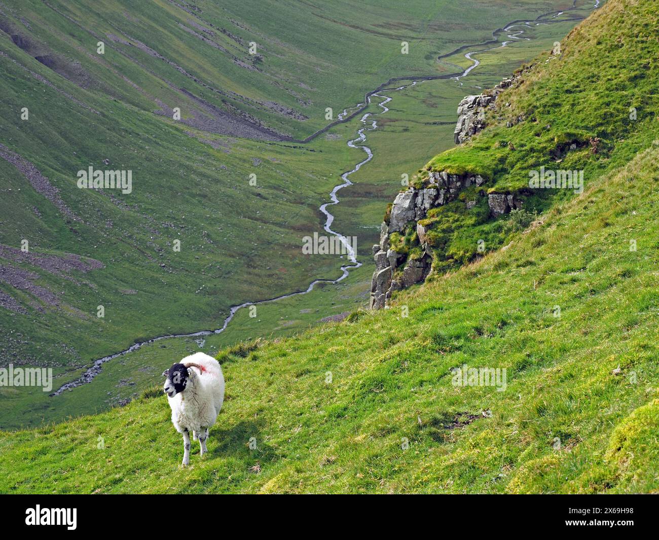 one hardy fell sheep grazing on uplands above spectacular iconic ...