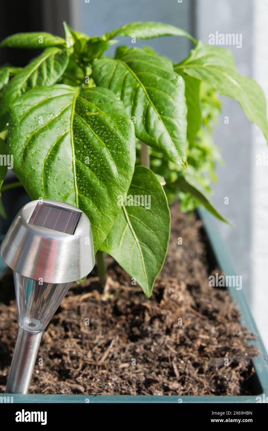 Solar battery light with green leaves of the wild paprika bush in ...