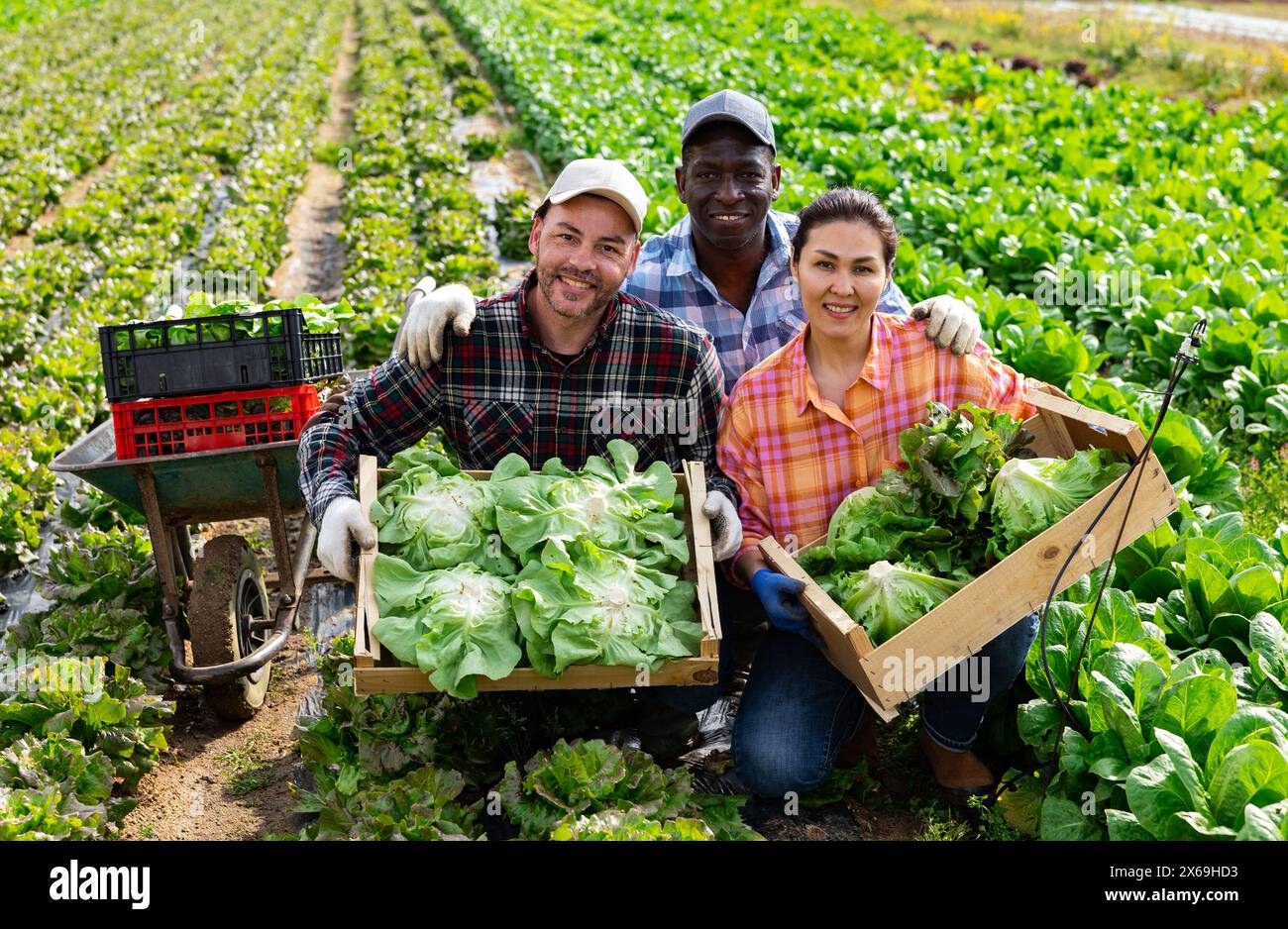 Three positive multiethnic gardeners with lettuce crop Stock Photo - Alamy