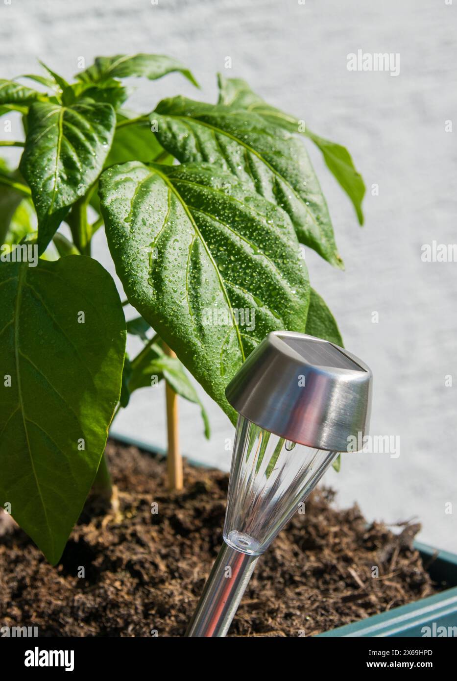 Solar battery light with green leaves of the wild paprika bush in ...