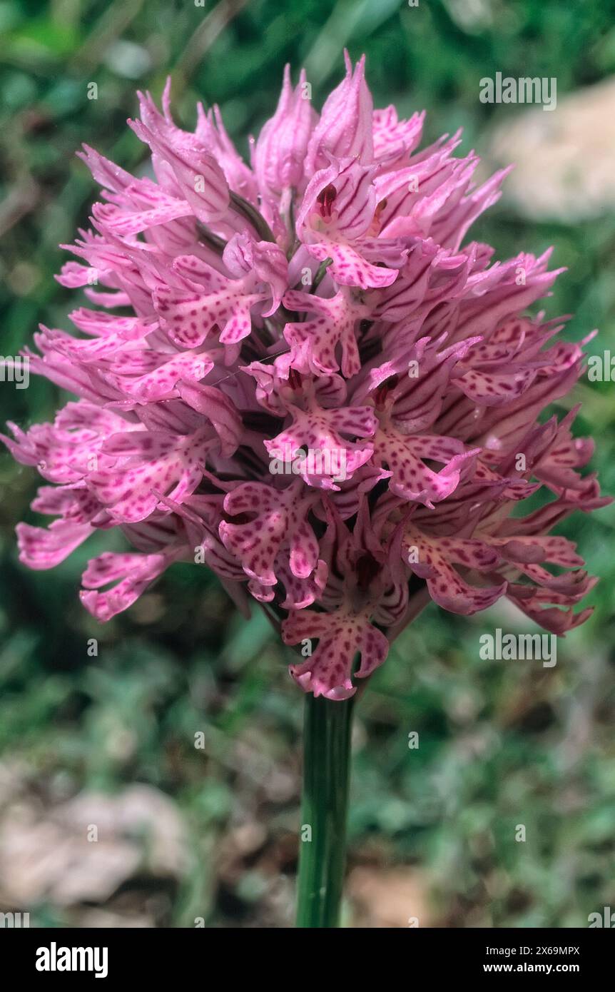 Three-toothed orchid (Neotinea tridentata), Orchidaceae. Bulbous ...