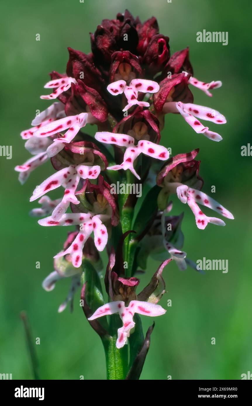 Neotinea x dietrichiana (Neotinea tridentata x neotinea ustulata ...