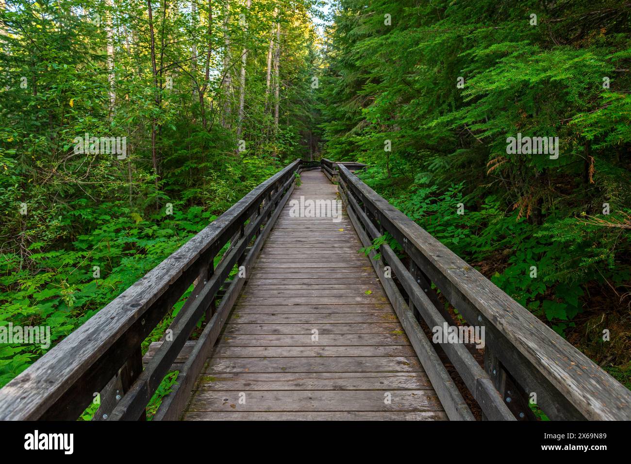 Boardwalk path in Chun T’oh Whudujut Ancient Forest provincial park ...